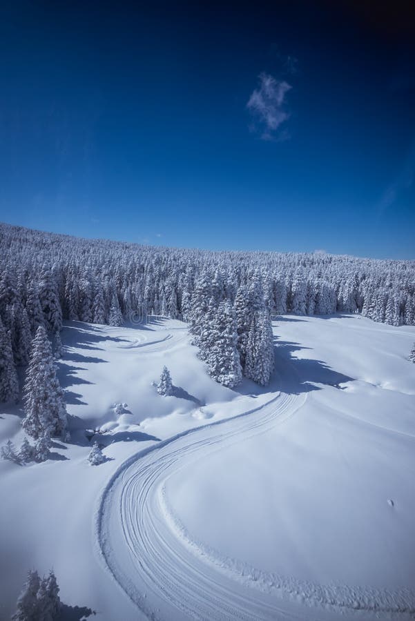 Beautiful Pine Tree Cover with Snow in the Uludag Mountain Stock Image ...