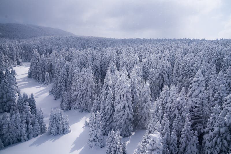 Beautiful Pine Tree Cover with Snow in the Uludag Mountain Stock Photo ...