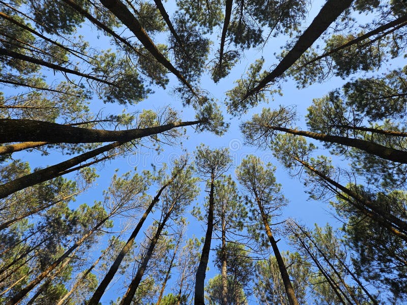 Beautiful Pine Tree Feel Relaxing Under Its Stock Image - Image of ...