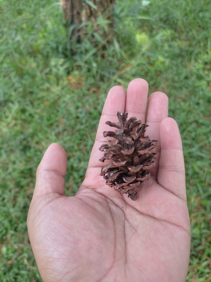 Beautiful Pine Tree Flowers in the Palm Stock Photo - Image of exotic ...