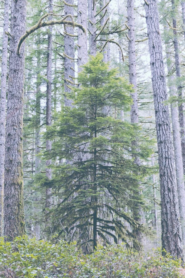 Beautiful Pine Tree in a Forest Stock Photo - Image of morning, scenery ...