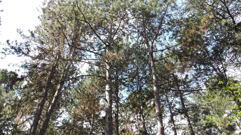 Beautiful Pine Tree Forest. Stock Footage - Video of wild, season ...