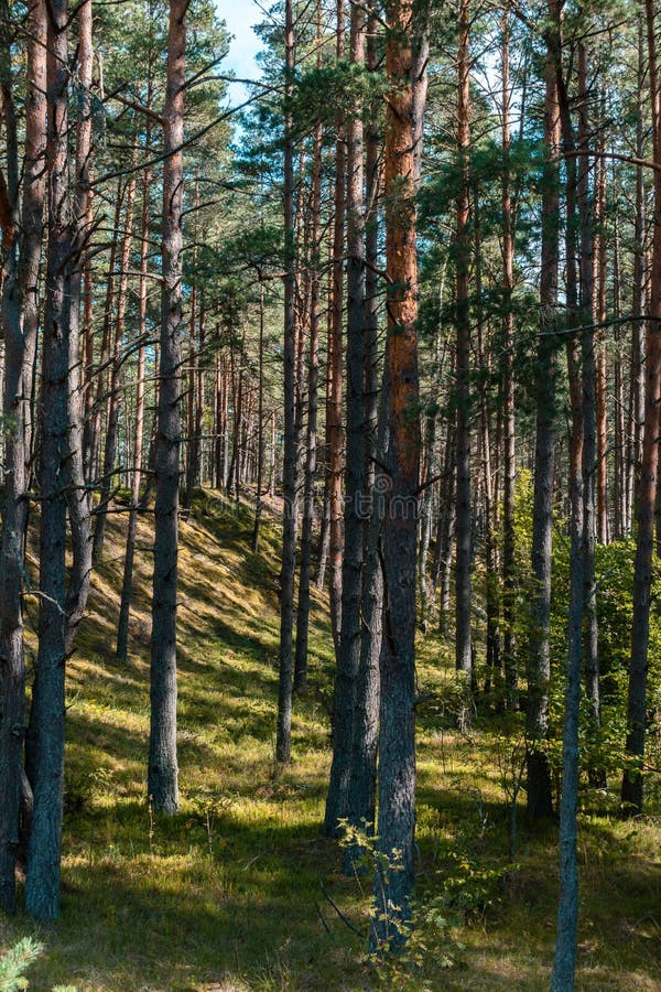 Beautiful Pine Tree Forest with Sunshine Coming through the Trees Stock ...