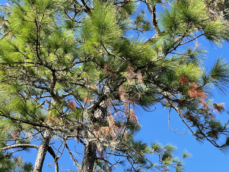 Beautiful Pine Trees with Red Yellow Leaf Stock Photo - Image of beautiful, cool: 261377076