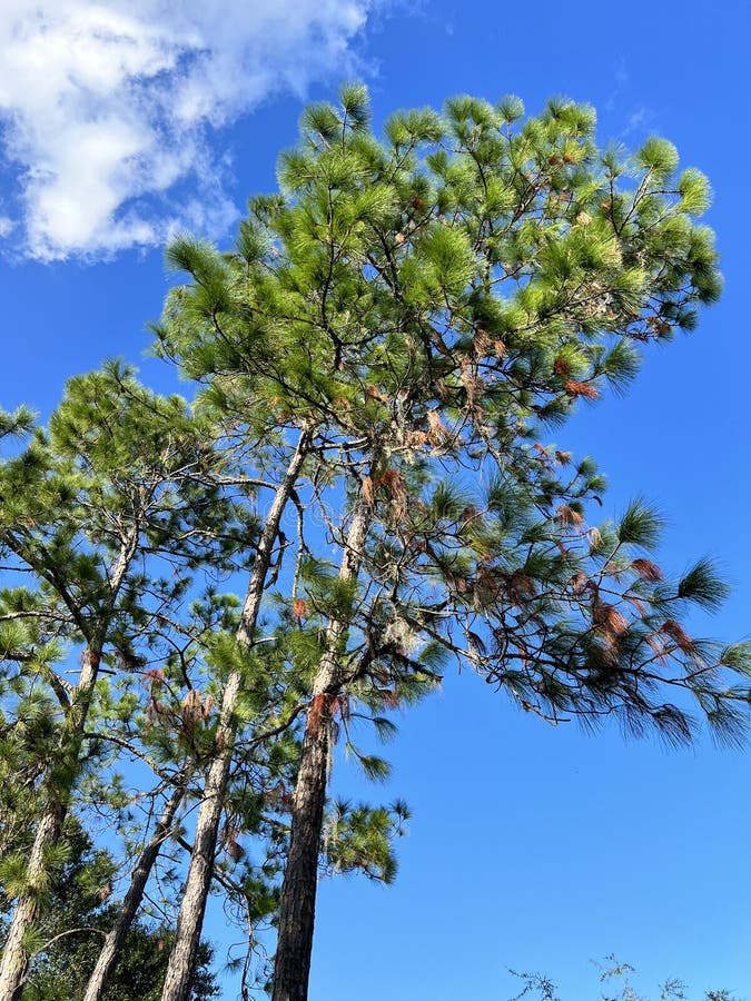 Beautiful Pine Trees with Red Yellow Leaf Stock Photo - Image of grass ...