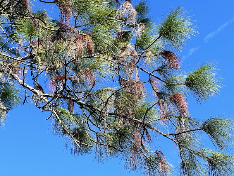 Beautiful Pine Trees with Red Yellow Leaf Stock Image - Image of ...