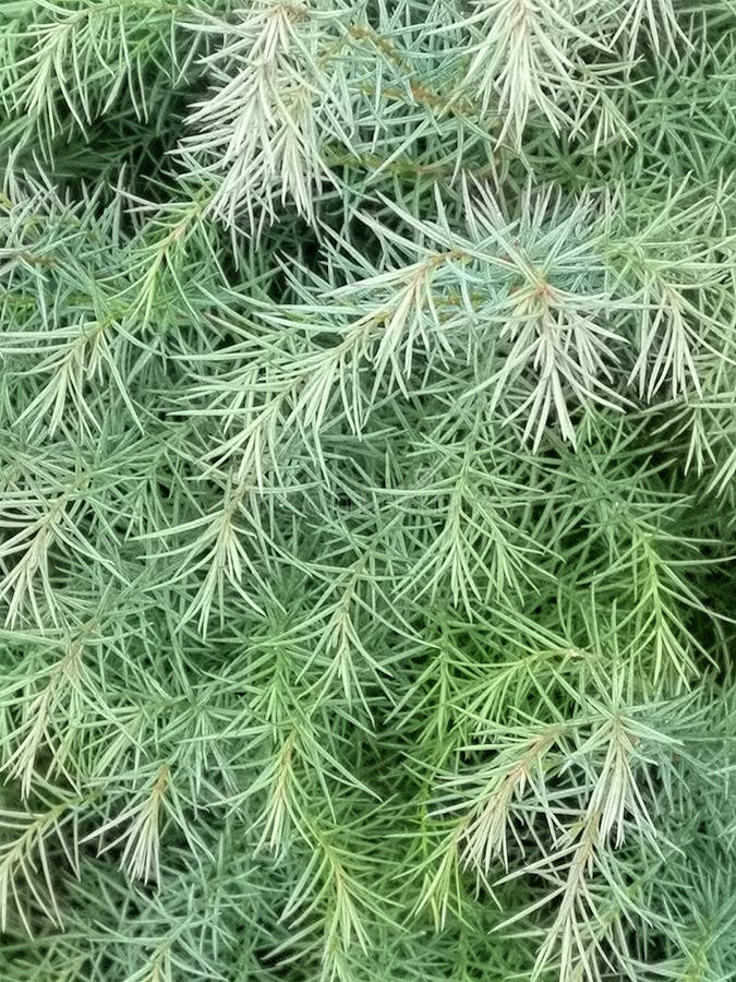 Pine tree leaves stock image. Image of pine, leaves - 137075947