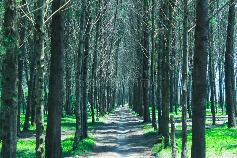 This is a Beautiful Pine Tree Scene Stock Photo - Image of nature ...