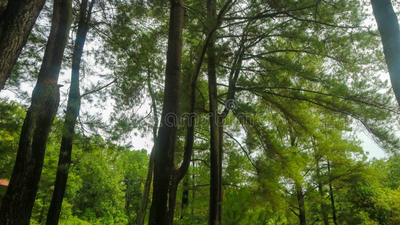 The Beautiful Pine Tree Seen from Below Stock Image - Image of forest ...