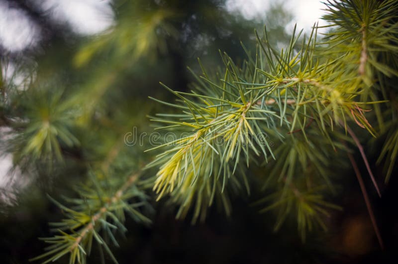 Beautiful pine tree stock image. Image of evergreen - 104186355