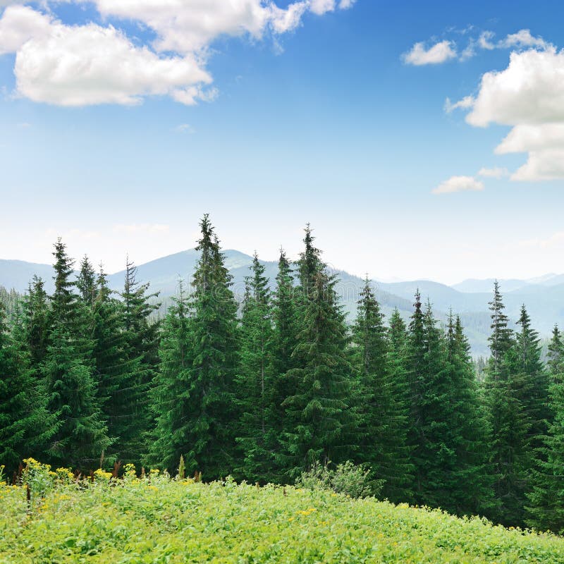 Beautiful pine trees stock image. Image of color, mountains - 38097587