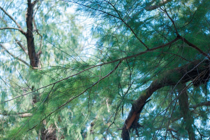 Beautiful Pine Trees on Background . in Bangkok at Thailand. Stock ...