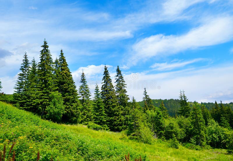 Beautiful Pine Trees on Background High Mountains Stock Photo - Image ...