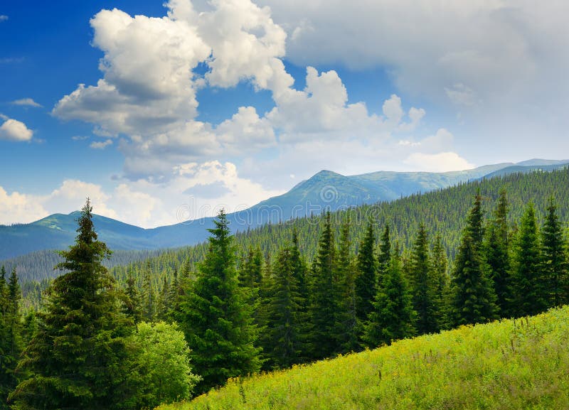 Beautiful Pine Trees on Background High Mountains Stock Photo - Image ...