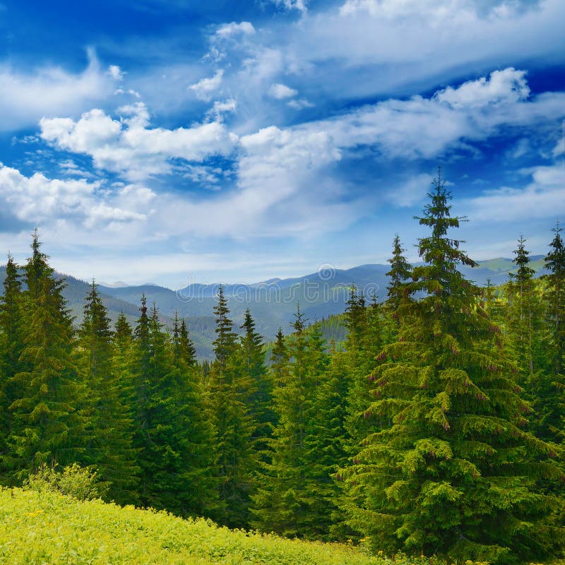 Beautiful Pine Trees on Background High Mountains Stock Photo - Image ...