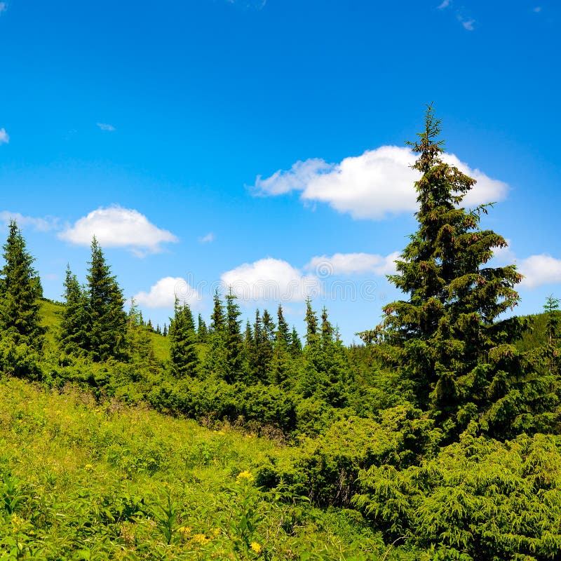 Beautiful pine trees stock image. Image of nature, mountain - 37737411