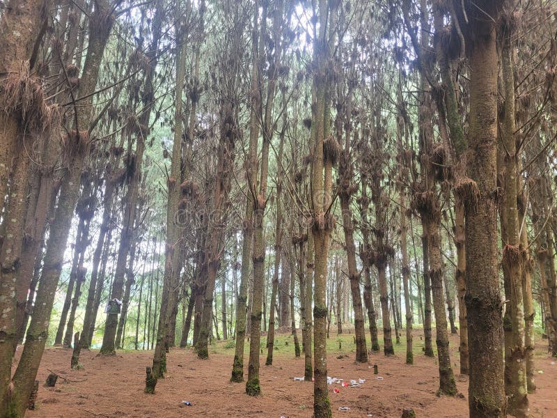 Group of trees stock photo. Image of wetland, group - 341401416