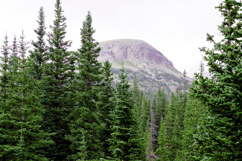 Beautiful Pine Trees and a Mountain Stock Photo - Image of abstract ...