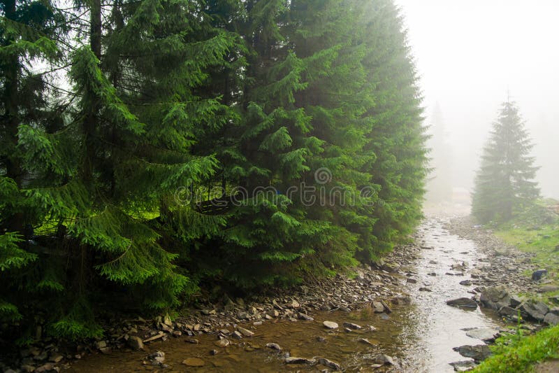 Beautiful Pine Trees on Mountains Stock Photo - Image of carpathians ...