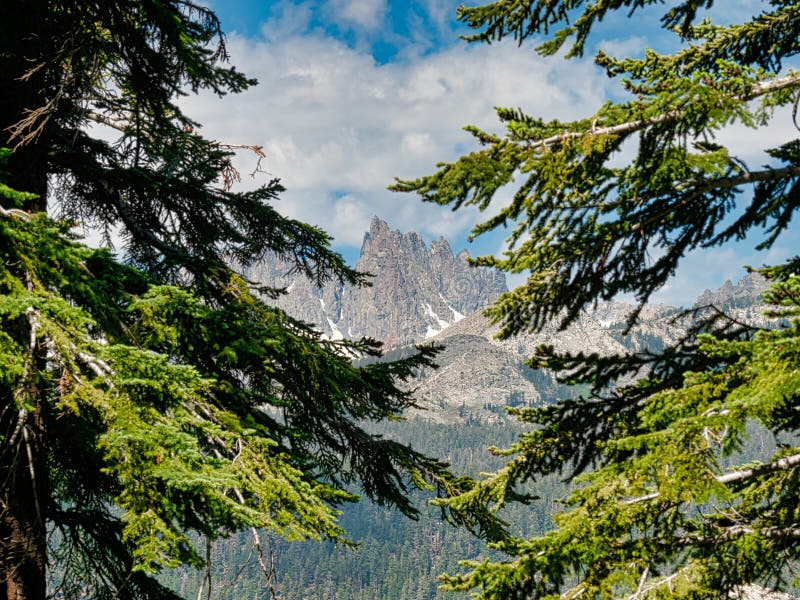 Beautiful Pine Trees and Mountains Stock Photo - Image of nature, pine ...