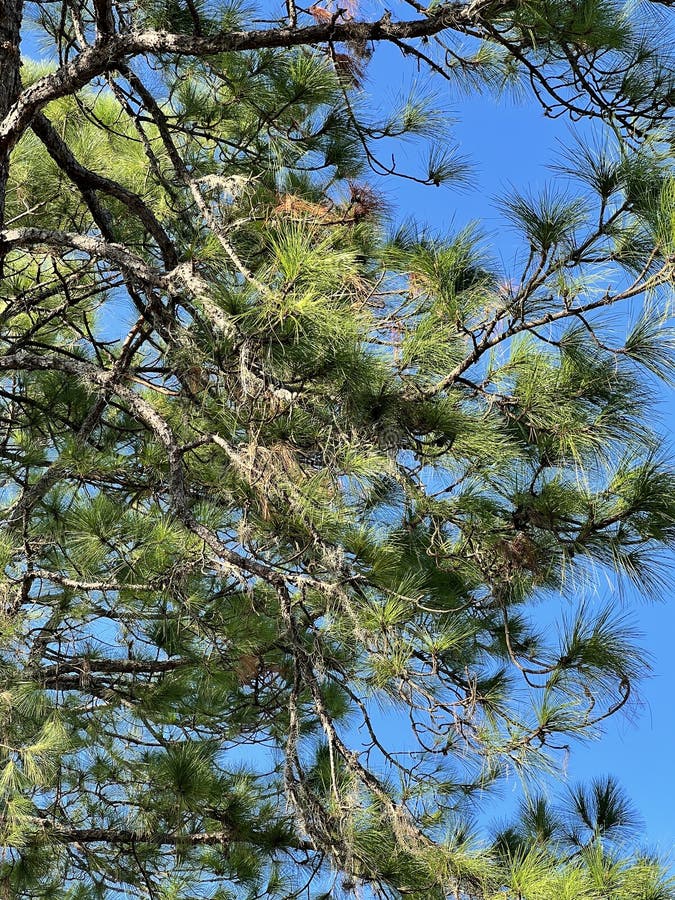 Beautiful Pine Trees with Red Yellow Leaf Stock Image - Image of front ...