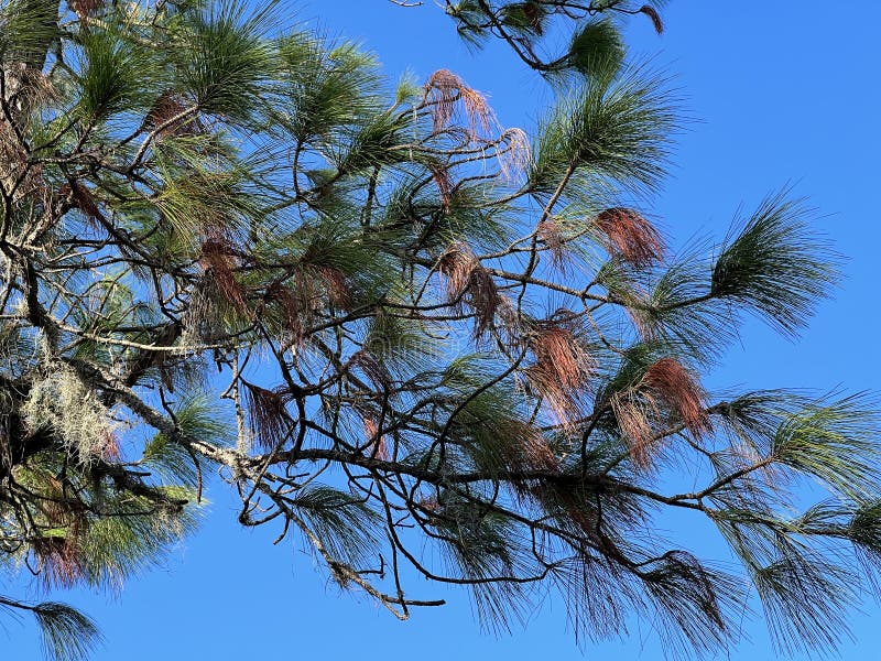 Beautiful Pine Trees with Red Yellow Leaf Stock Photo - Image of ...