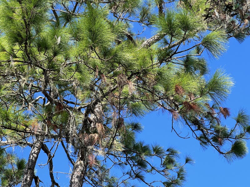 Beautiful Pine Trees with Red Yellow Leaf Stock Photo - Image of ...