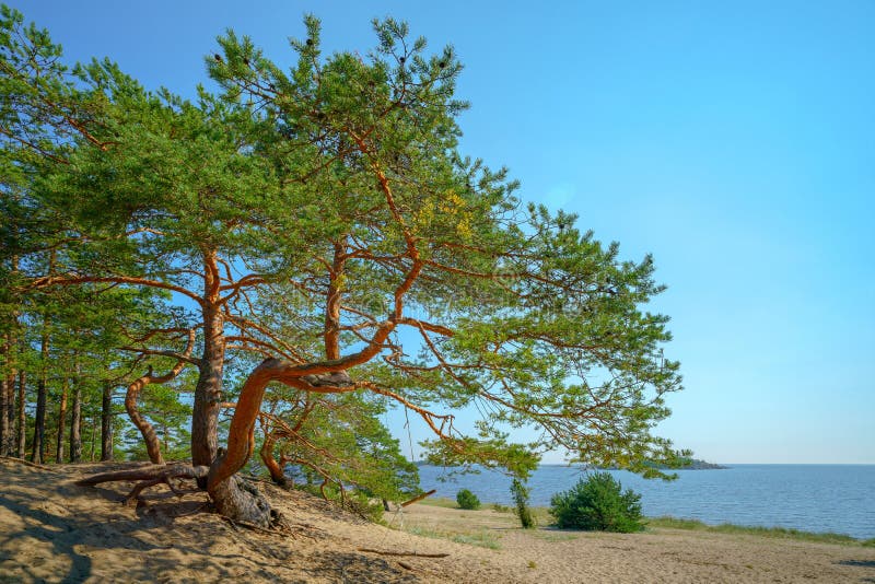 Beautiful Pine Trees on the Sandy Shore Stock Photo - Image of ...