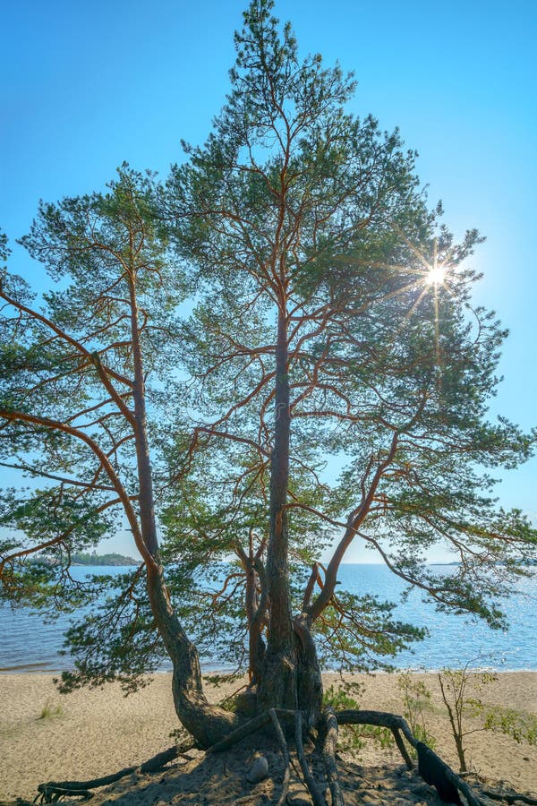 Beautiful Pine Trees on the Sandy Shore Stock Image - Image of blue ...