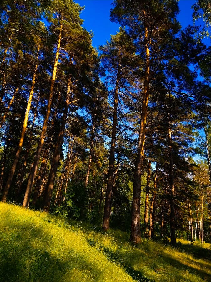 Beautiful Pine Trees in the Sun Stock Photo - Image of morning, tall ...