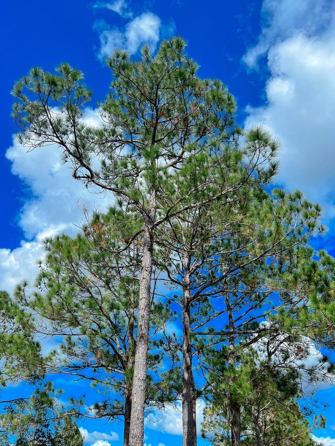 Beautiful Pine Trees in Winter Stock Photo - Image of gate, beautiful ...