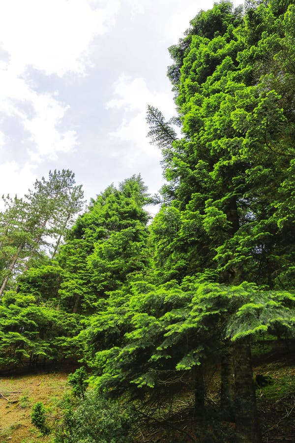 Beautiful Pine Trees from Turkey Stock Photo - Image of freshness ...