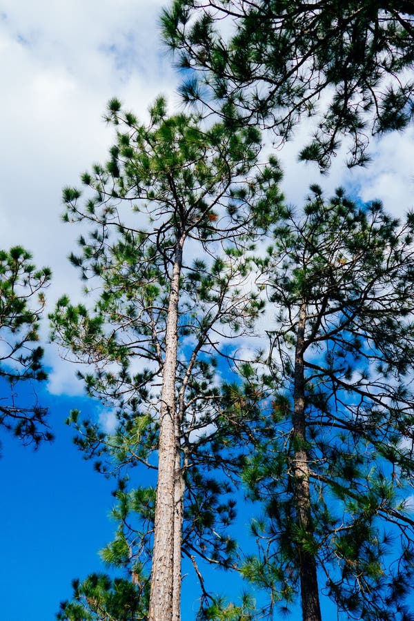Beautiful Pine Trees in Winter Stock Photo - Image of house, decoration ...