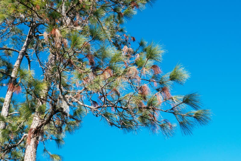 Beautiful Pine Trees in Winter Stock Photo - Image of beautiful, gate ...