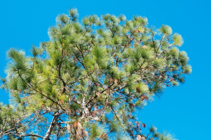 Beautiful Pine Trees in Winter Stock Image - Image of contemporary ...