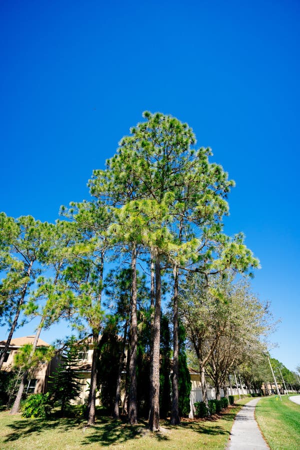 Beautiful Pine Trees in Winter Stock Photo - Image of construction ...