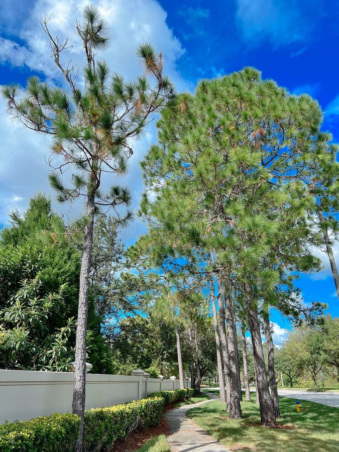 Beautiful Pine Trees in Winter Stock Photo - Image of blue, cloud ...