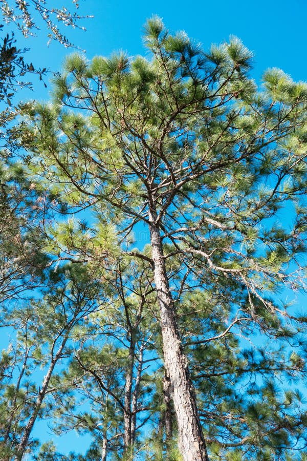 Beautiful Pine Trees in Winter Stock Photo - Image of landscape, door ...