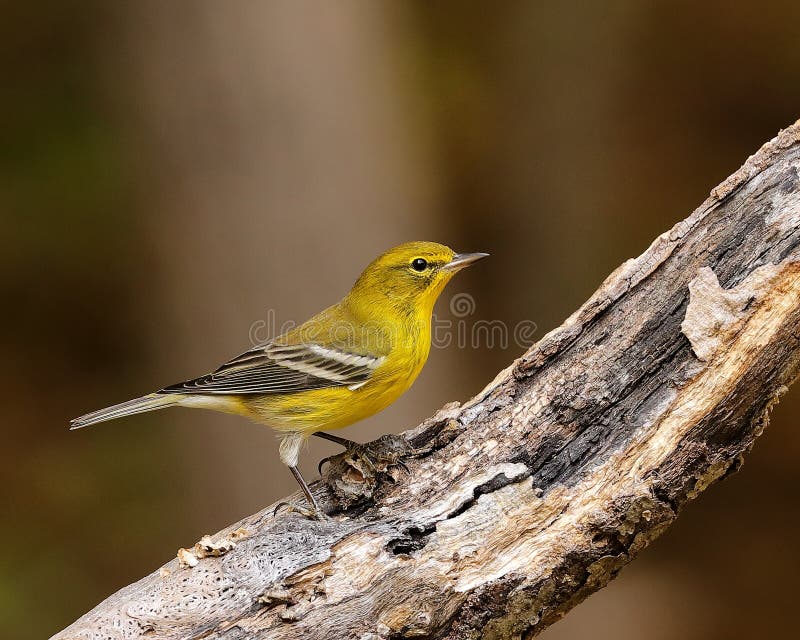 Beautiful Pine Warbler stock photo. Image of birding - 259055686