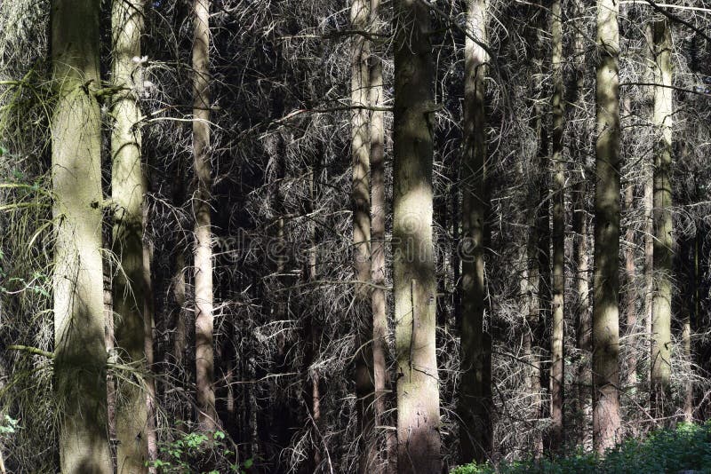Pine wood in the Shadow stock image. Image of forest - 180164539