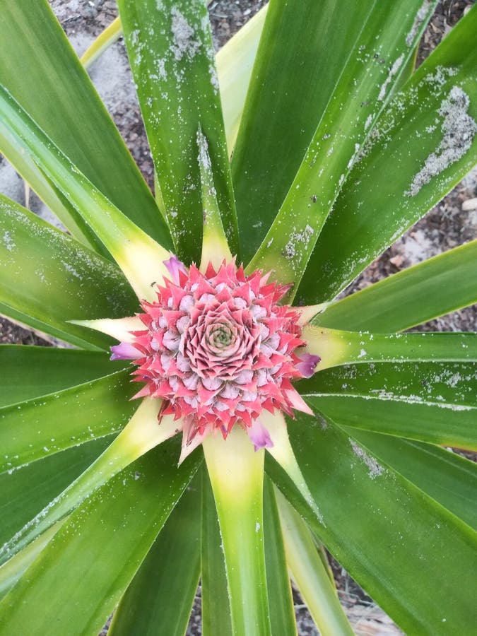 Beautiful pineapple crown stock image. Image of pineapple - 176097919
