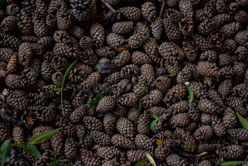 Beautiful Pinecones in the Autumn Stock Image - Image of autumn2020 ...