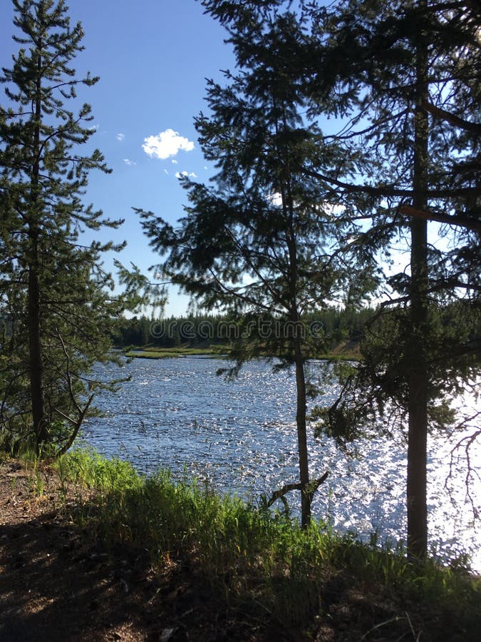 Beautiful pines stock photo. Image of stones, water, blue - 97494378