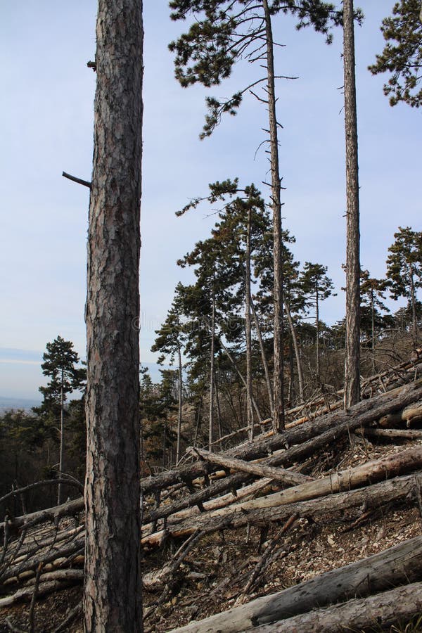 Pinewood Forest at Budakeszi Stock Image - Image of tree, colors: 263683559