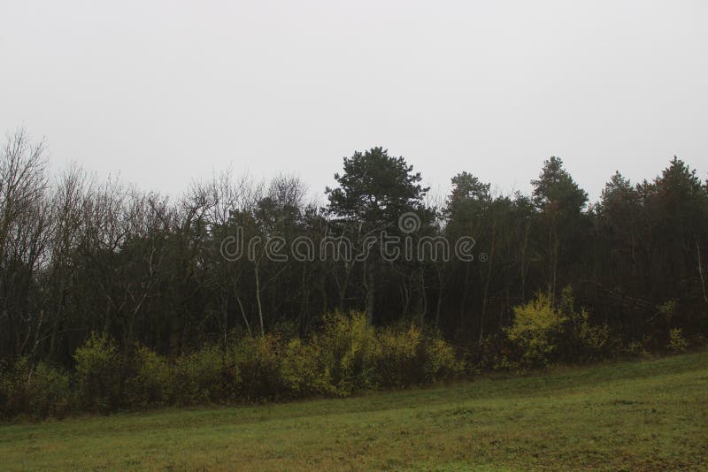 Pinewood Forest at Budakeszi Stock Image - Image of life, beautiful ...