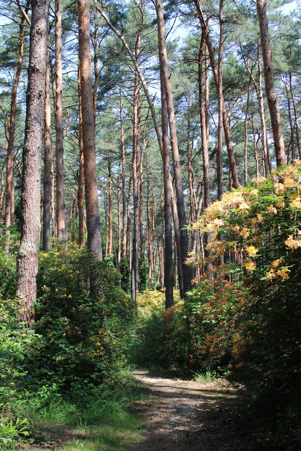 Pinewood stock image. Image of clearing, landscape, ecology - 21107673