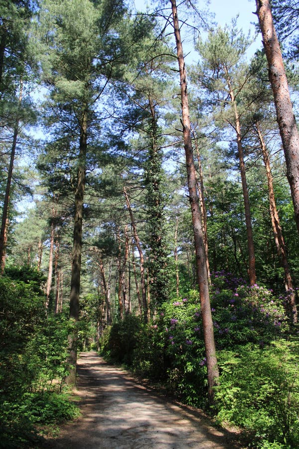 503 Walking Pinewood Forest Stock Photos - Free & Royalty-Free Stock ...