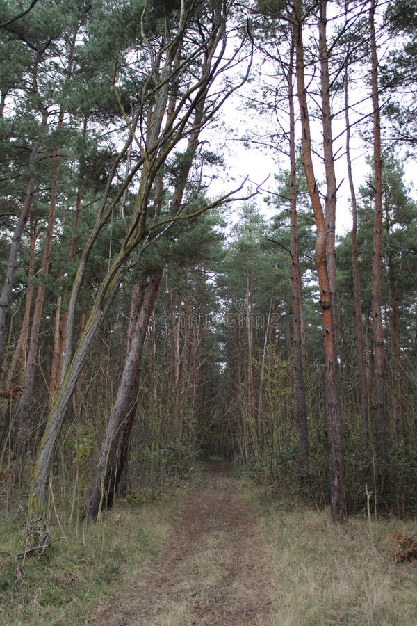 Beautiful pinewood forest stock photo. Image of colors - 237677460