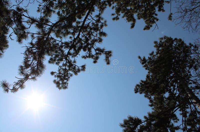 Beautiful Pinewood at Spring Stock Image - Image of adventure, plants ...