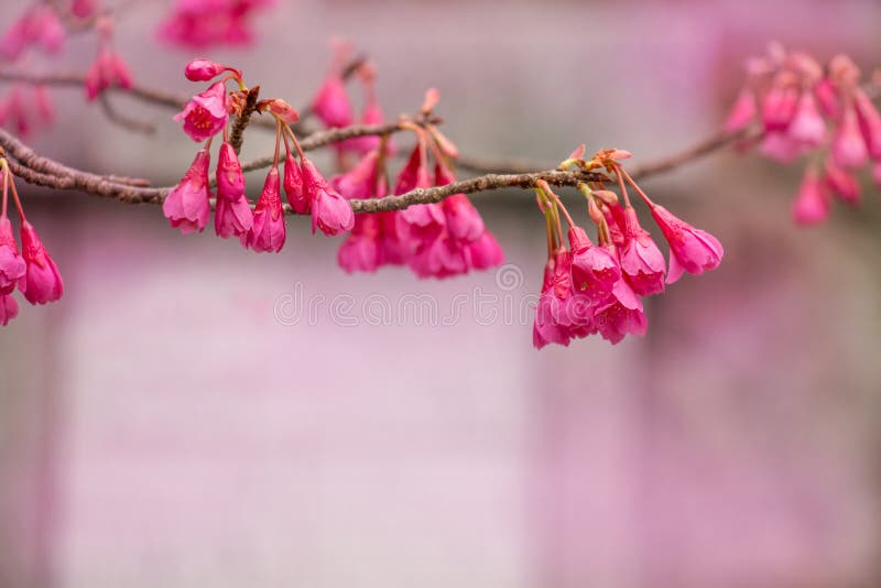 715 Ping Color Flower Stock Photos - Free & Royalty-Free Stock Photos ...